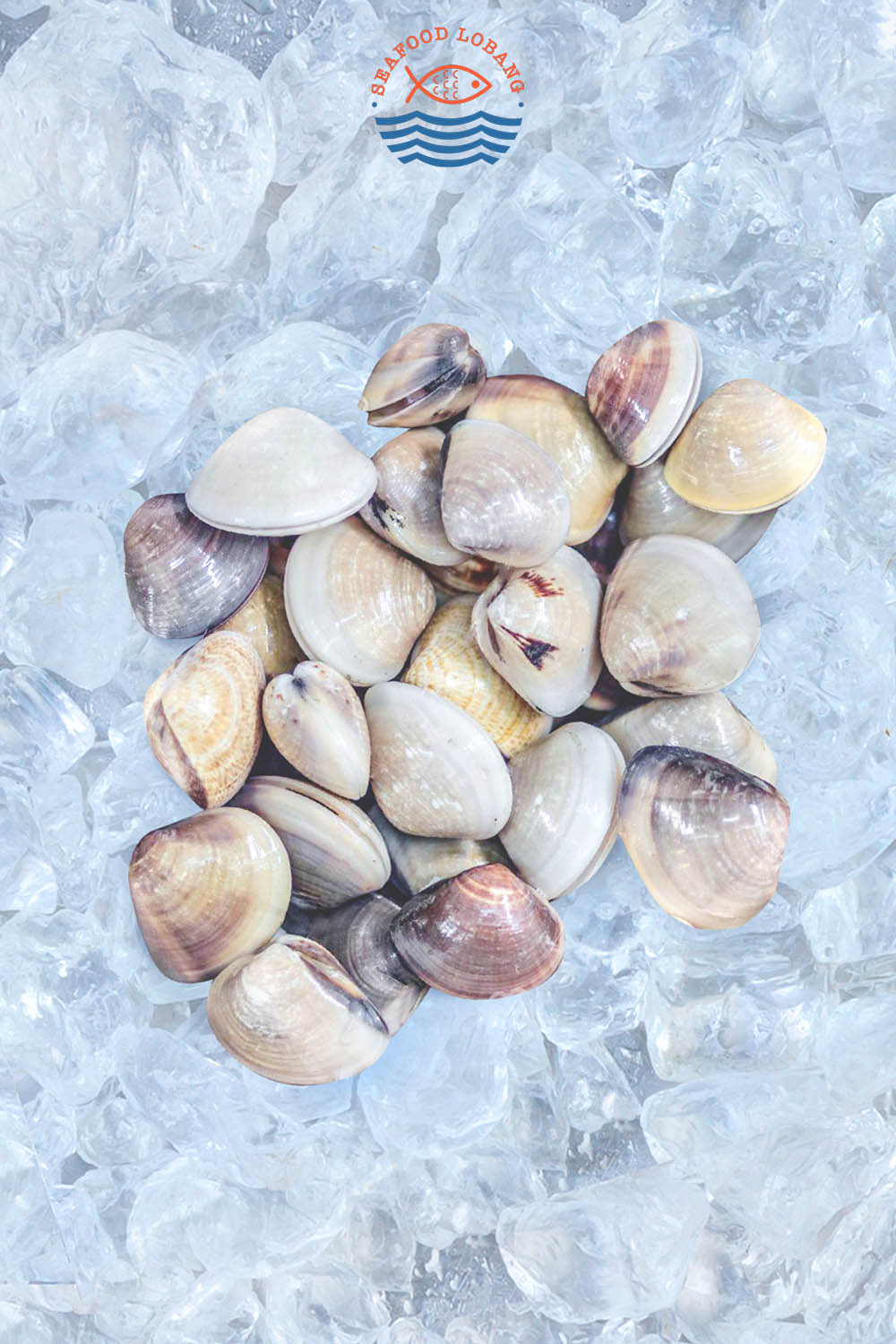 Live Clams (LaLa) 啦啦 - Seafood Lobang