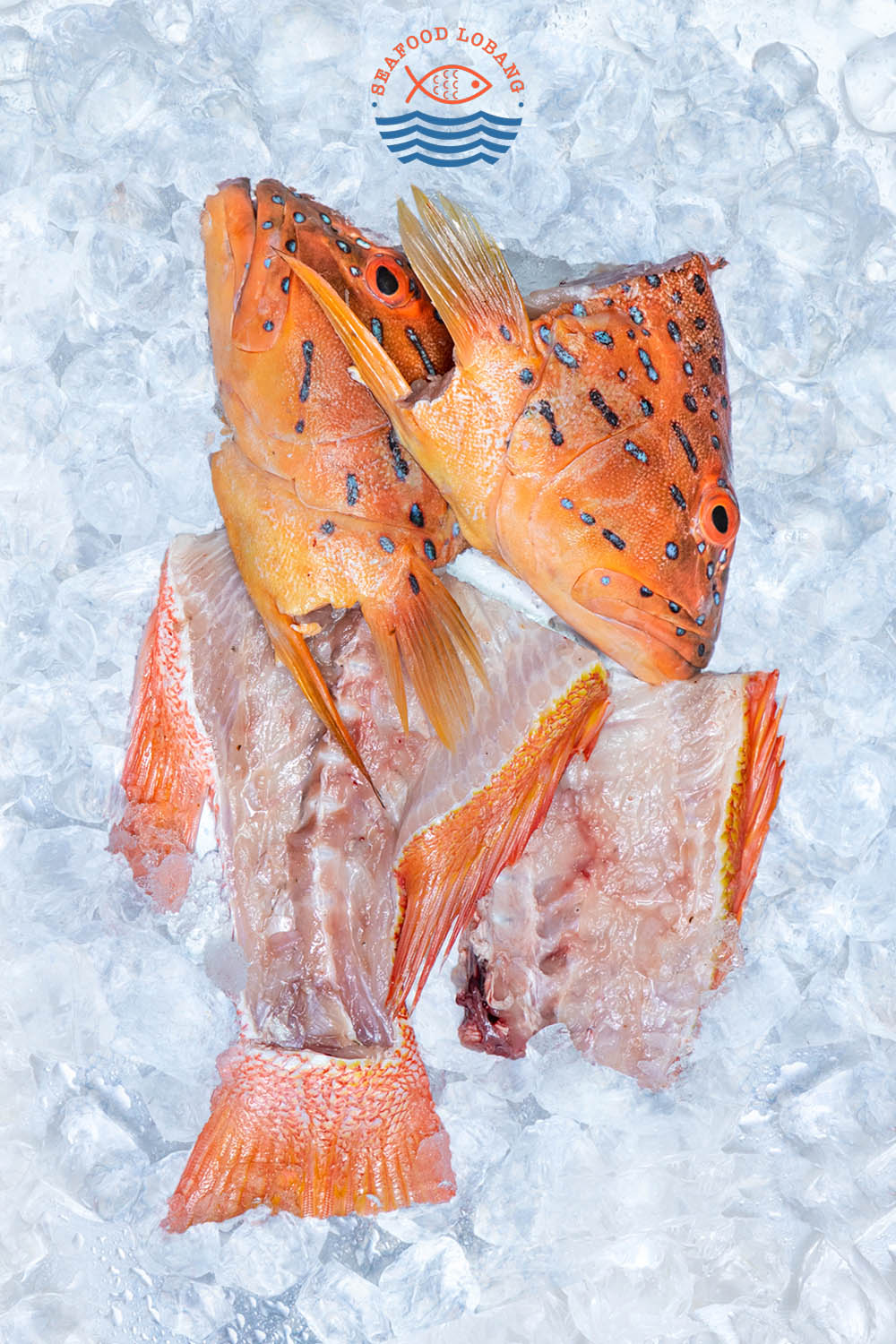 Red Grouper 红石斑鱼 - Seafood Lobang
